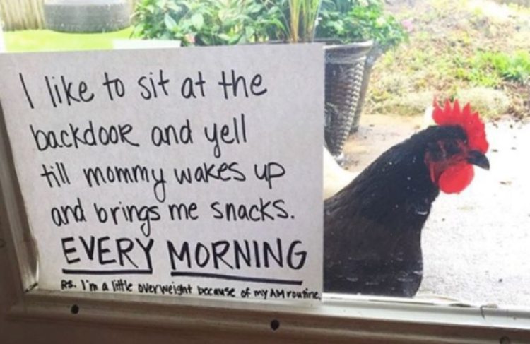 Farmers are Shaming Their Chickens For Their “Crimes” and it’s So ...