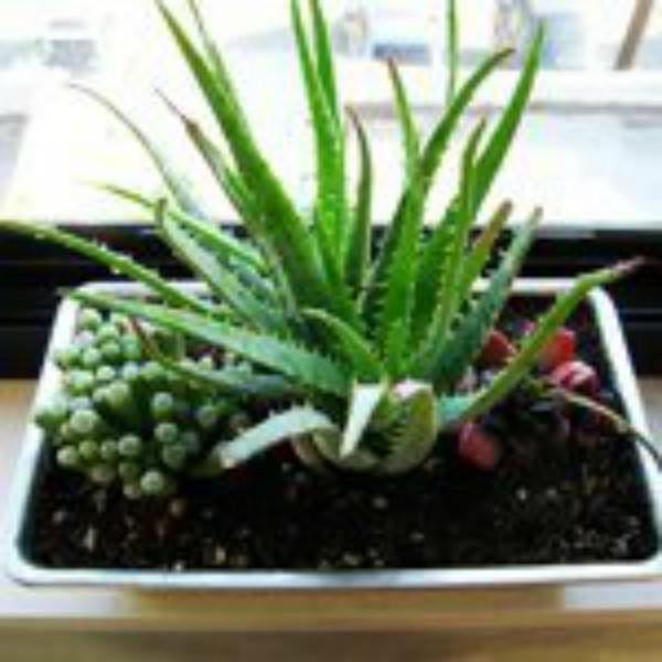 15 Genius Ways to Pot Plants without Planters