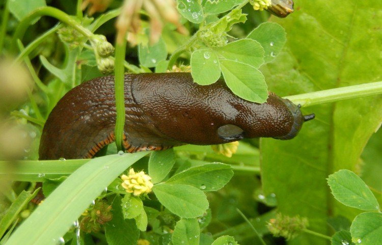 9 Ways to Use Tea Bags in Your Yard
