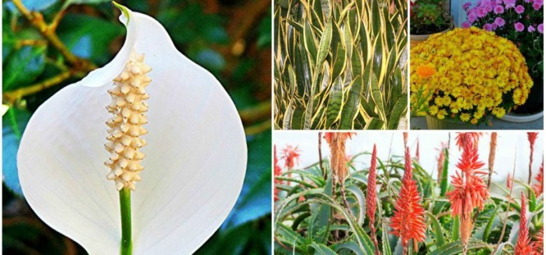 NASA Names These 9 Plants As the Best to Purify the Air in Your Home