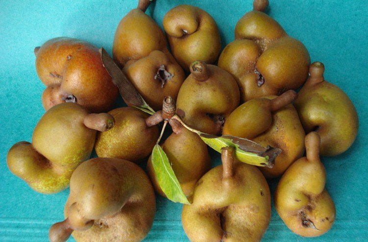 15 Eerie Pictures of Mutant Fruit