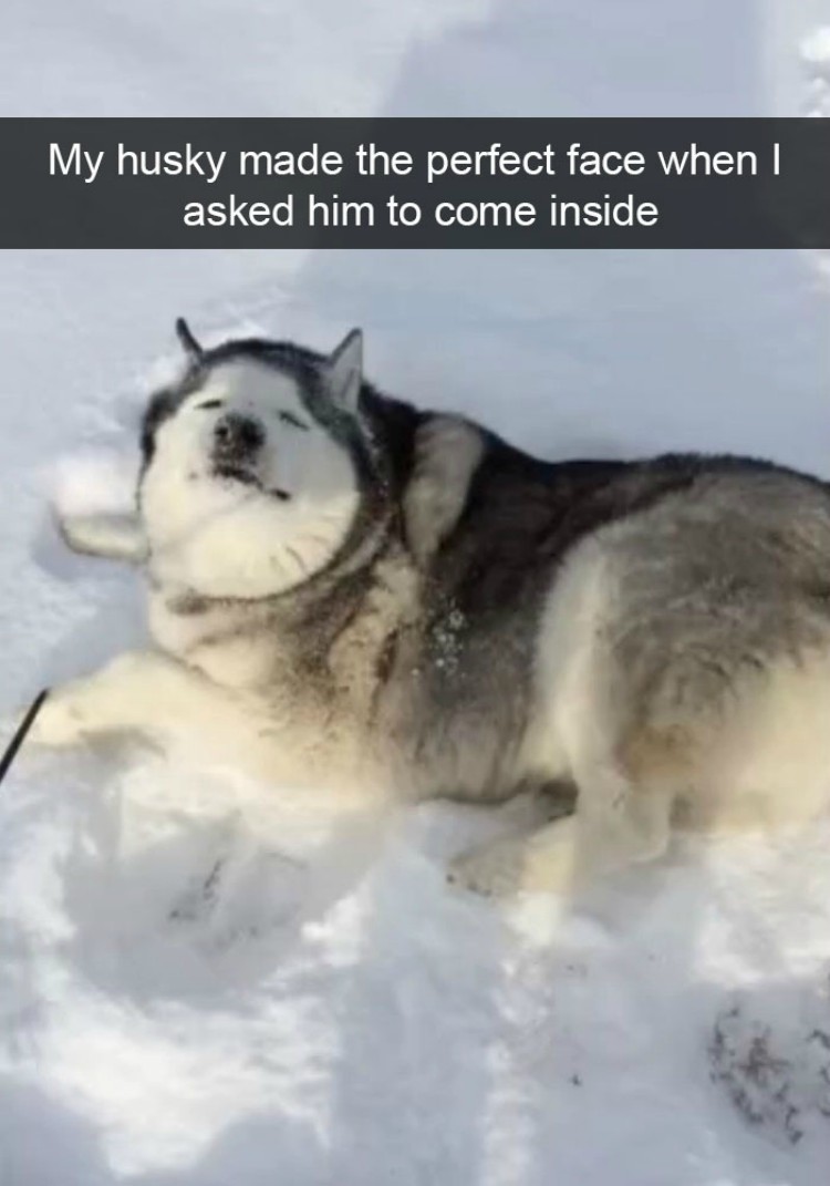 17 Photos of Hilarious Things Only a Husky Would Do