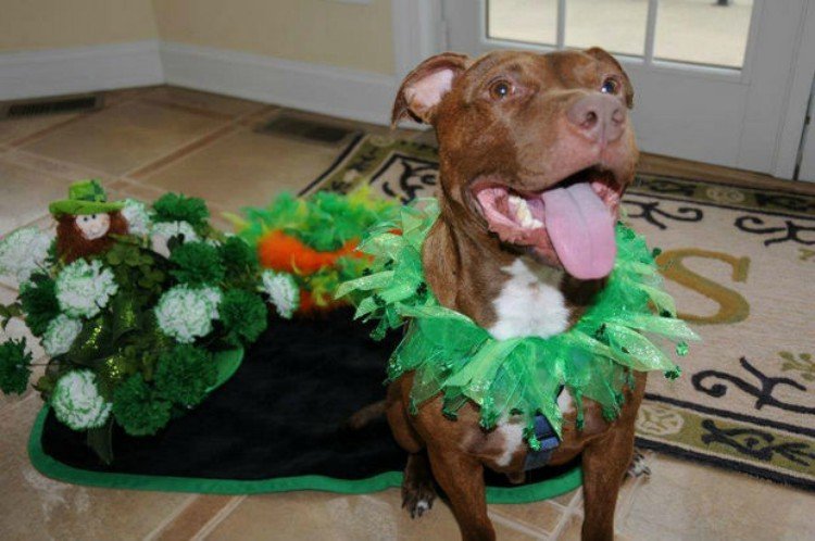 Abused Puppy Found in the Trash Beats Death