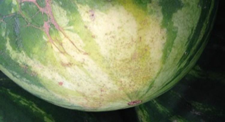 Here Are 7 Traits That Warn You That the Watermelon You’re About to ...
