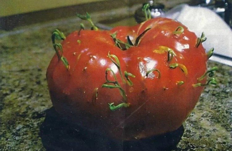 15 Eerie Pictures of Mutant Fruit