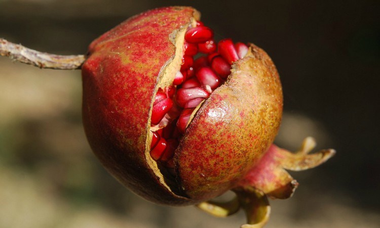 15 Eerie Pictures of Mutant Fruit