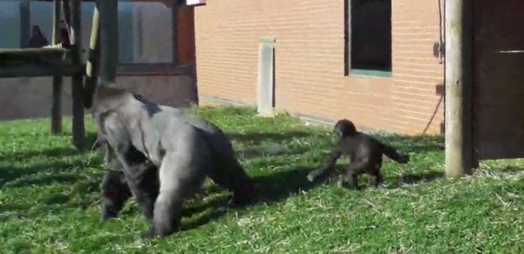 Zoo Guests Witness Gorilla Dad Disciplining Baby Gorilla