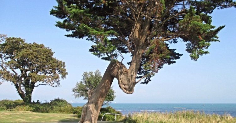 What it Means if You See a Bent Tree in the Forest
