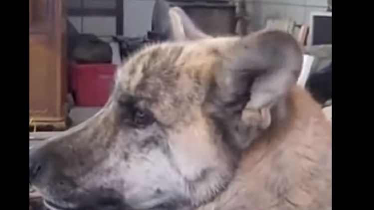 Apparently, This Is The Best Dog Video Ever Created