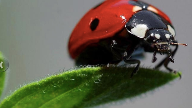 Yes, There is Such a Thing as ‘Bad Ladybugs’ – Here’s How to Spot Them ...