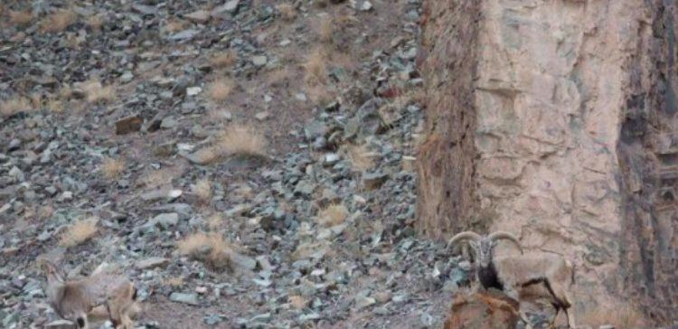 There’s a Snow Leopard Hidden in Plain Sight in This Photo. Do You See it?