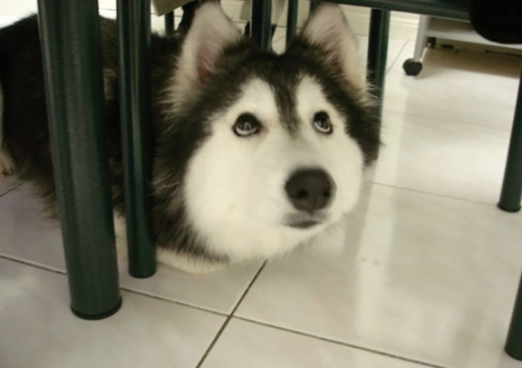 17 Photos of Hilarious Things Only a Husky Would Do