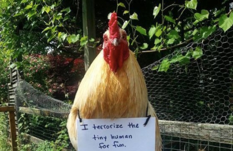 Farmers are Shaming Their Chickens For Their “Crimes” and it’s So ...