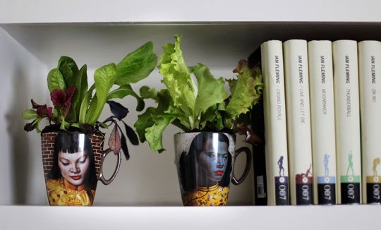 15 Genius Ways to Pot Plants without Planters