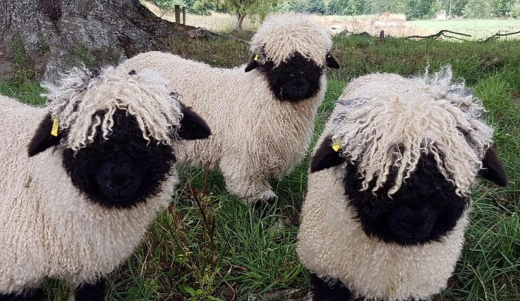 Meet the Black Nose Sheep That People Are Calling the ‘Cutest Sheep In ...
