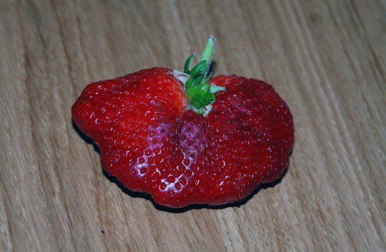 15 Eerie Pictures of Mutant Fruit