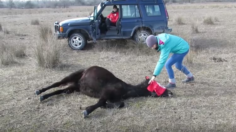 Vet Gets a Sweet ‘Thank You’ After Freeing a Chained Horse