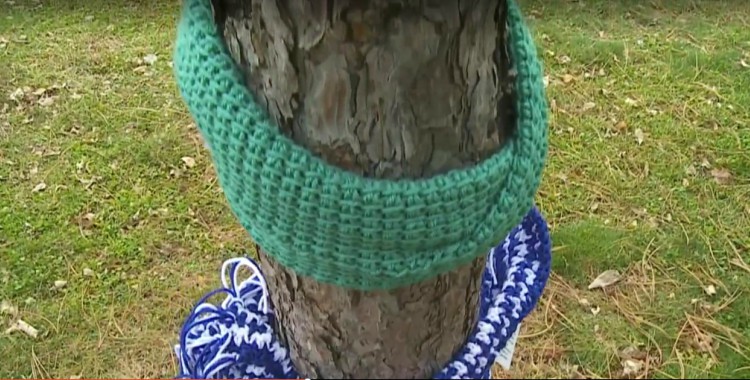 When You See a Scarf on a Tree, Here’s Why