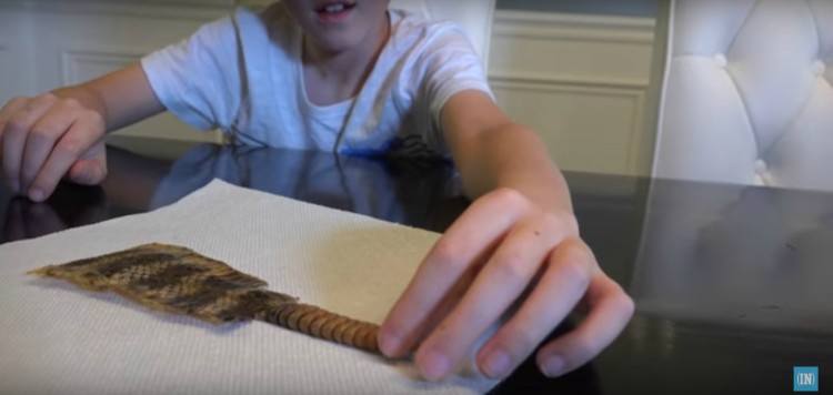 This is What’s Actually Inside a Rattlesnake Tail