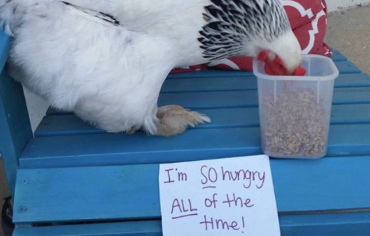 Farmers are Shaming Their Chickens For Their “Crimes” and it’s So ...