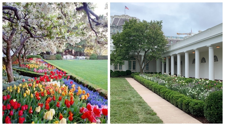 People Have Strong Feelings About Melania Trump S White House Rose