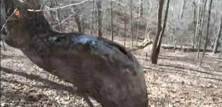 What it Means if You See a Bent Tree in the Forest