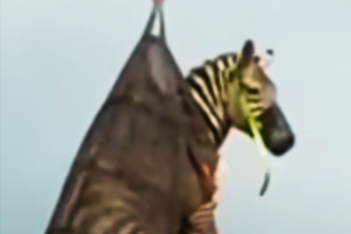 Runaway Pet Zebra Rescued By Helicopter After Week-Long Escape