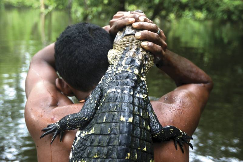Manejo sustentável de jacarés será prioridade para gerar renda e ...