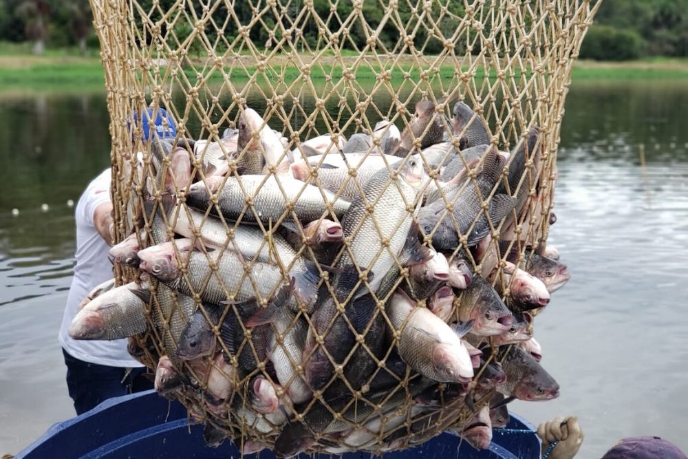Curimatá - jaraqui - peixe - Foto Divulgação ADS – Portal do Marcos ...