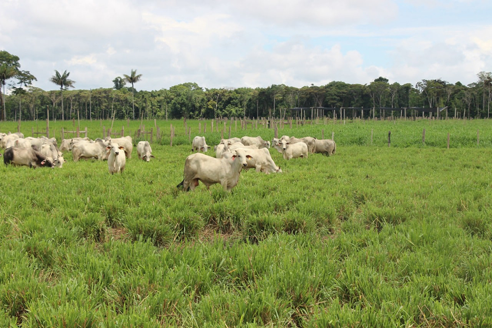 Pecuária: pastejo rotacionado entre as estratégias que serão ...