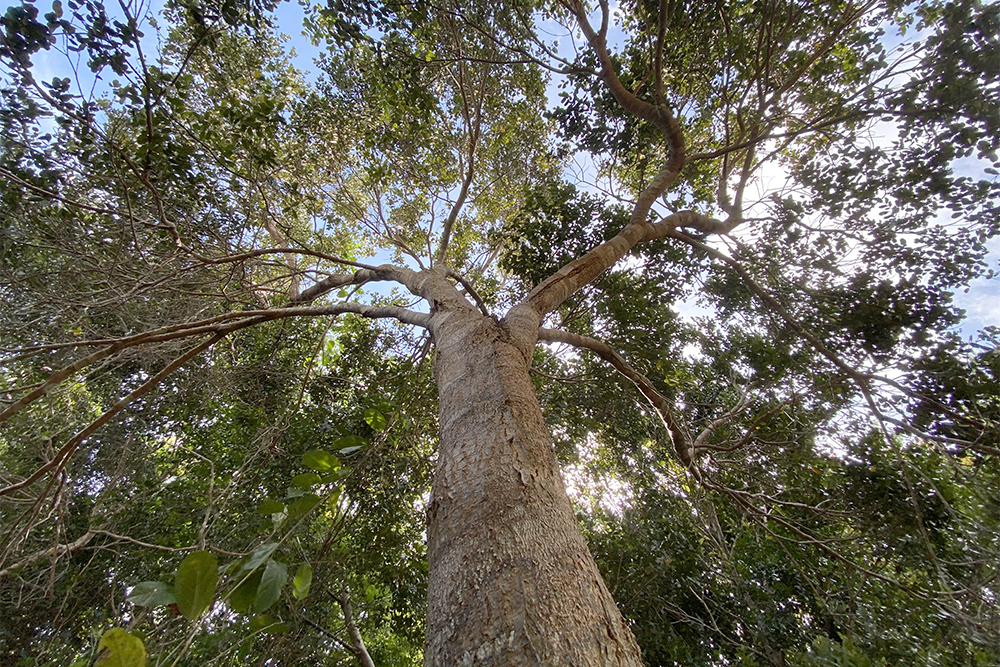 sorva-arvore – Portal do Marcos Santos - Portal do Marcos Santos