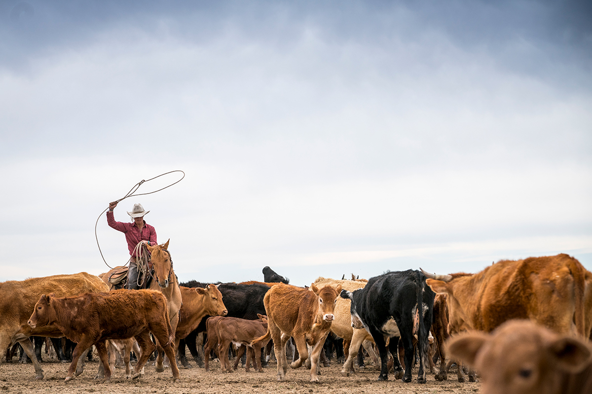 Guest Ranch Destinations - Western Life Today