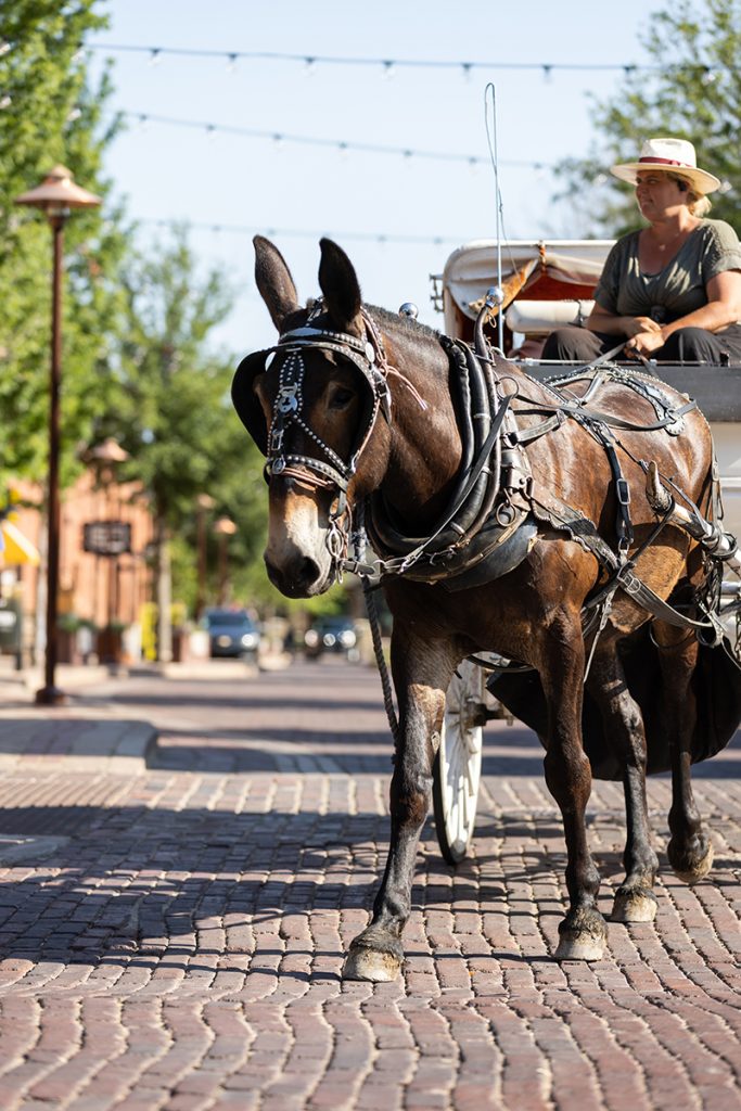 Visit the Fort Worth Stockyards - Western Life Today