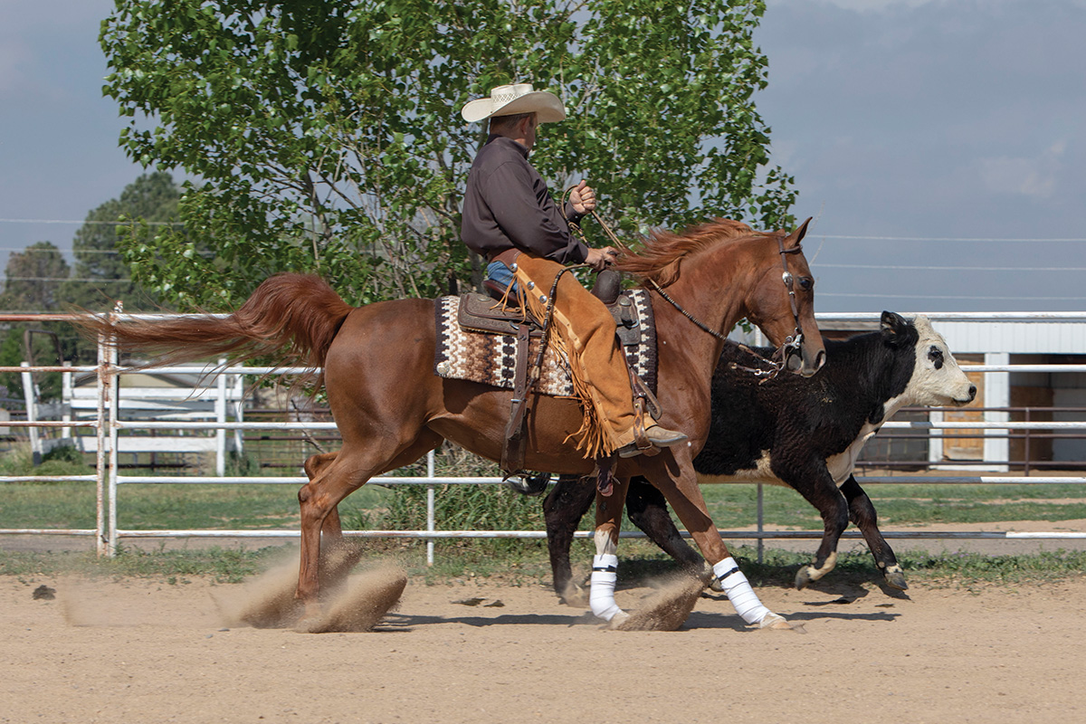 Boxing a Cow - Western Life Today