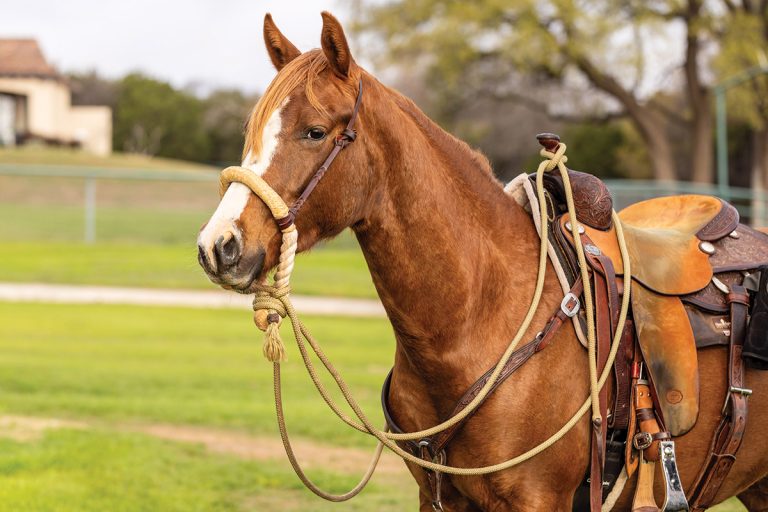 All About Mecate Reins - Western Life Today