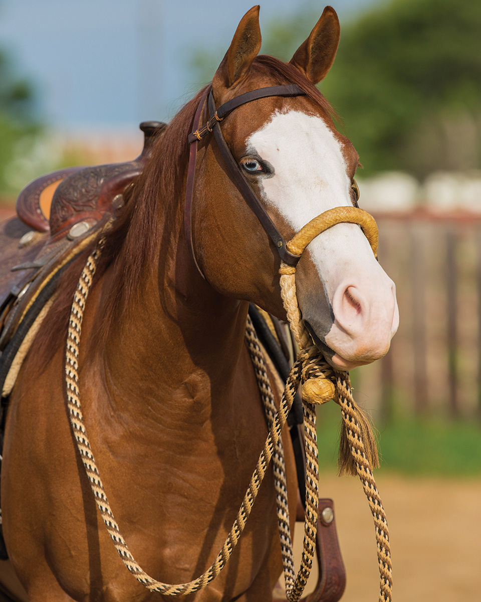 All About Mecate Reins - Western Life Today