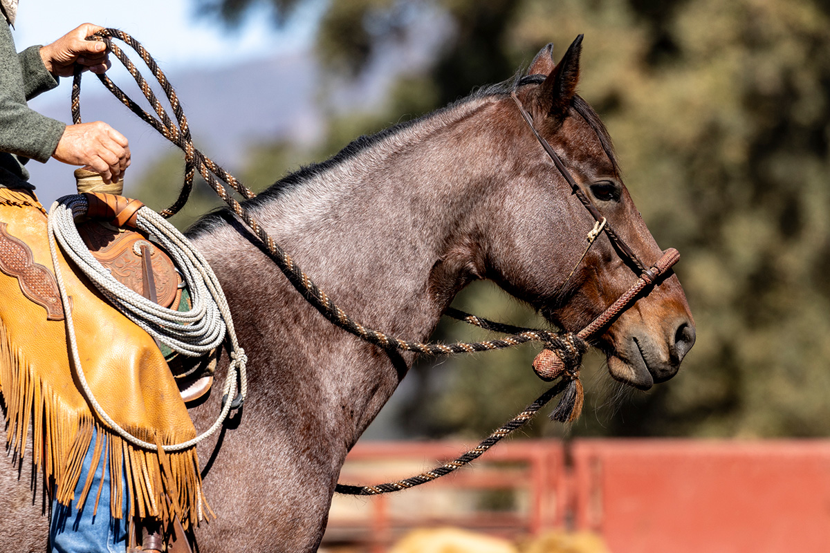 The Early Californios Skills of the Rancho - Western Life Today