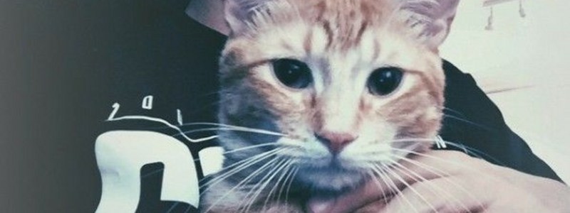 Wilson *El gato de Elrubiusomg* - Quiz Pregunta2