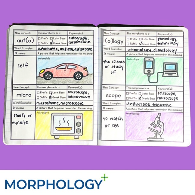IMSE | Morphology+ Interactive Notebook Bundle