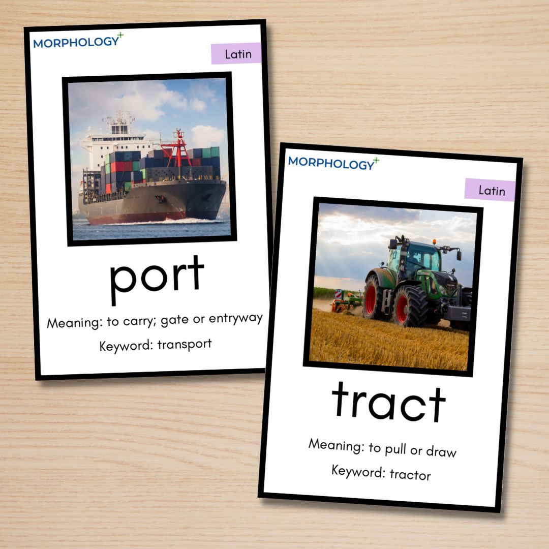 IMSE | Morphology+ Printable & Digital 4-in-1 Card Pack