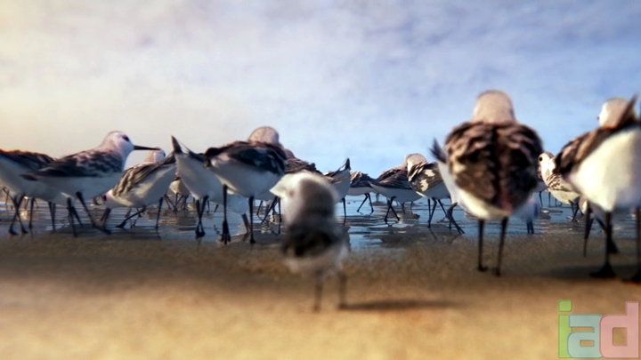 Piper (2016) - The Internet Animation Database