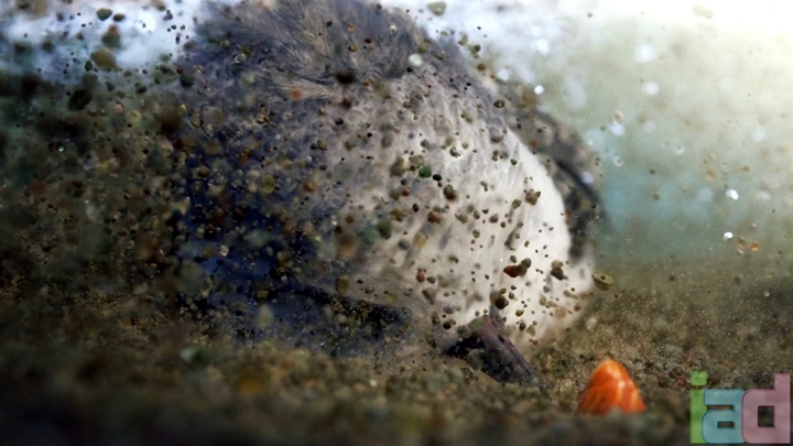 Piper (2016) - The Internet Animation Database