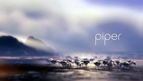 Piper (2016) - The Internet Animation Database