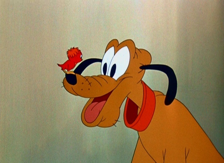 Pluto's Fledgling (1948) - The Internet Animation Database