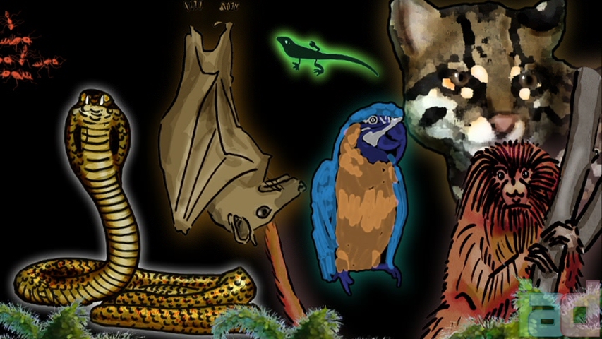 The Rainforest (2009) - The Internet Animation Database