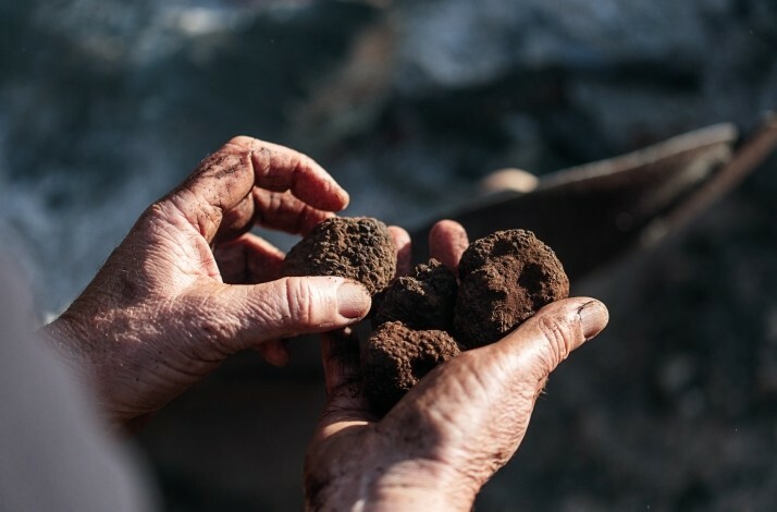 priceless™ | Hunt for rare truffles on a private guided tour with an ...