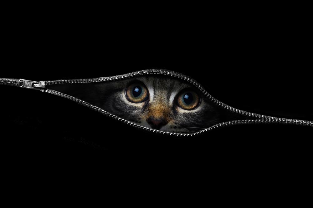 Cat Photos: 6 Tips for 'Purfect' Photographs - iPhotography