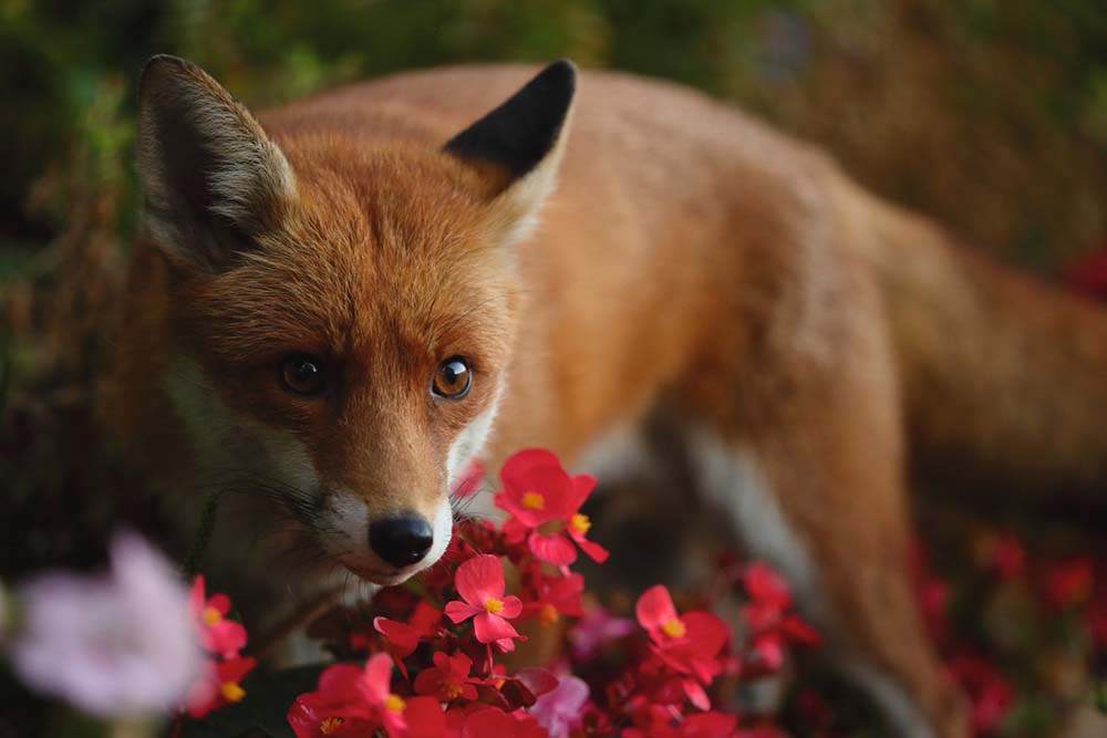 How to Photograph Foxes