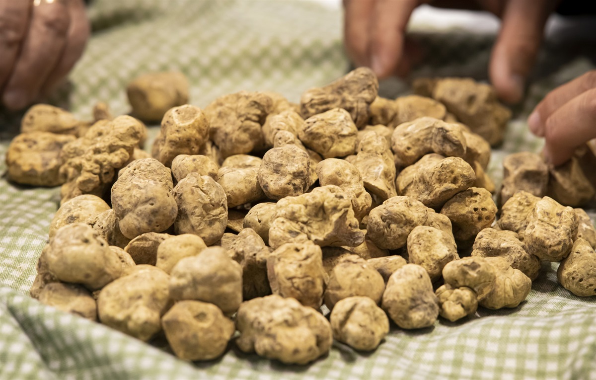TRUFFLE HUB: THE GREAT NEWS OF THE 2020 EDITION IS IN RODDI ...