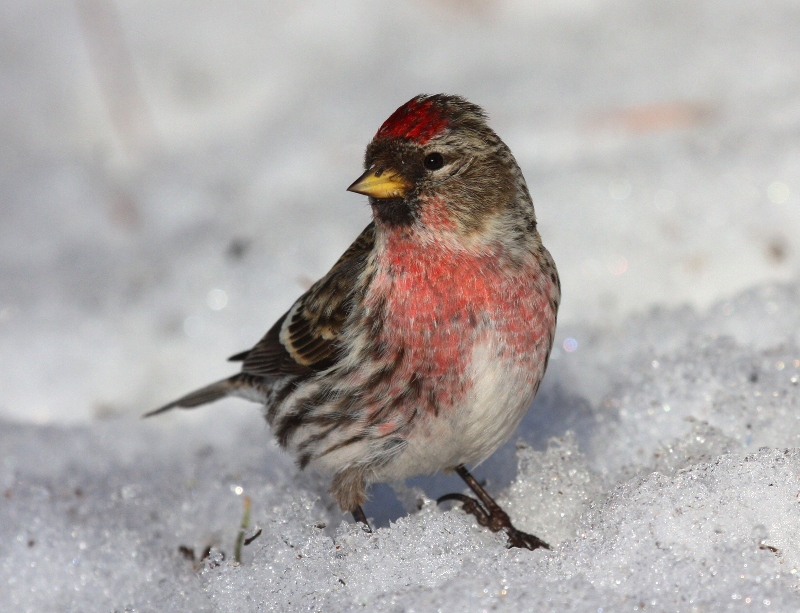 A perfect resolution: Start eBirding, here's how! - eBird Wisconsin